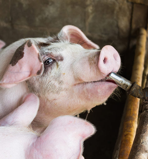 Water – Selective Micro Technologies